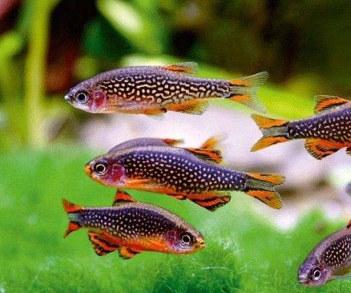 Pesti acvariu talie mica, microrasbora galaxy Bucuresti Sectorul 4 • OLX.ro