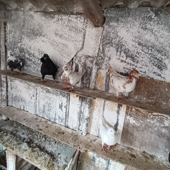 Perechi porumbei king scurți pestriți Oltenita • OLX.ro