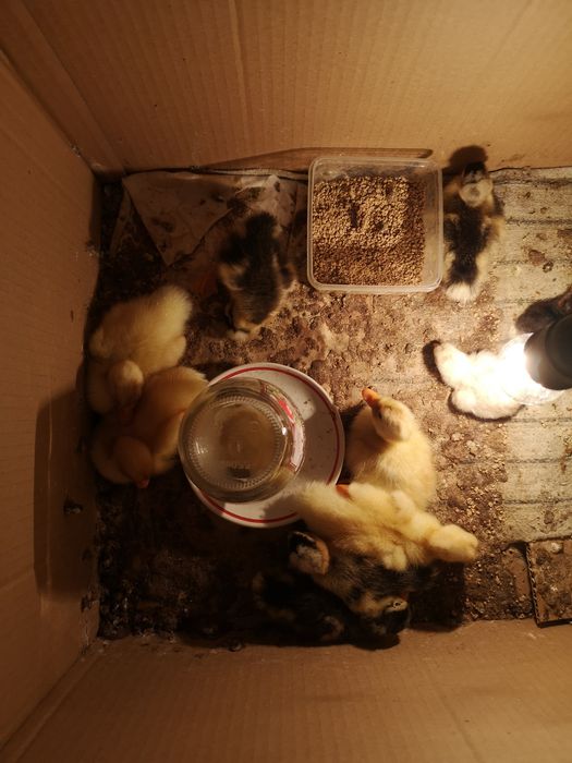 Boboci de găscă leșească si rață românească moțată Pitesti • OLX.ro