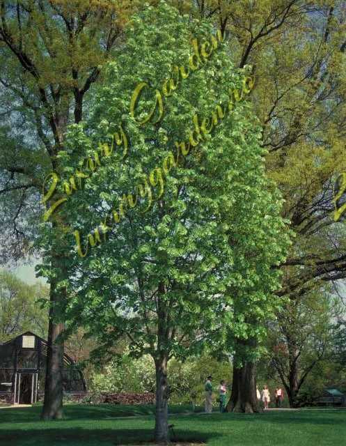 Puiet Tei Argintiu - OLX.ro