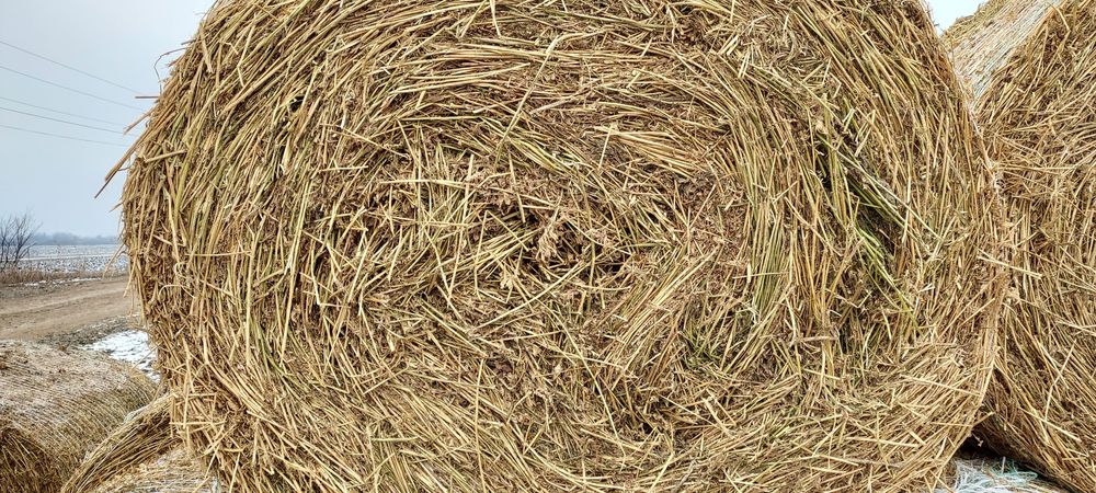 Baloți lucernă, fân, rotund, dreptunghiular!! Targoviste • OLX.ro