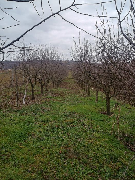 Vând livada împrejmuită pe rod Mititei • OLX.ro
