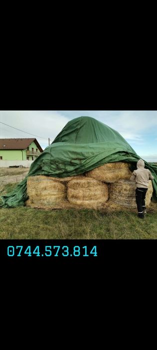 Seminte Ghizdei.Lucerna pomposa.Baloti fan.Coacaz pomisor.Agris.Zmeur ...