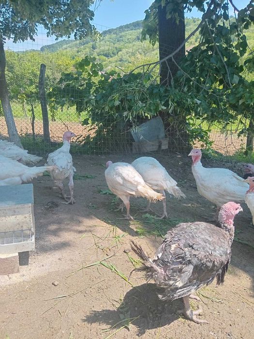 Vand pui de curca Bulbuceni • OLX.ro