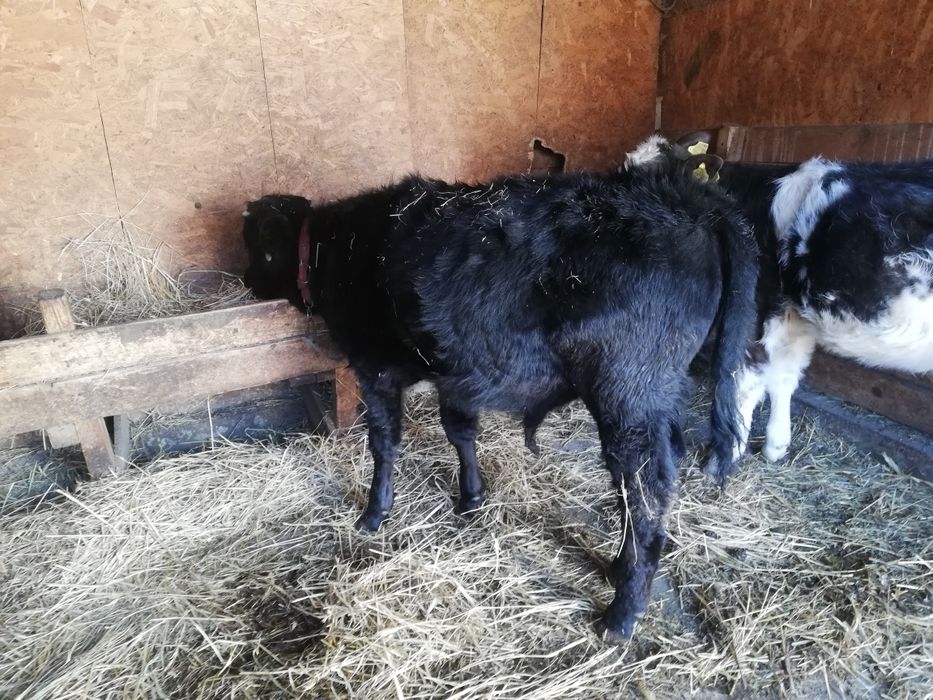 Se vinde tauras.. Ragu • OLX.ro