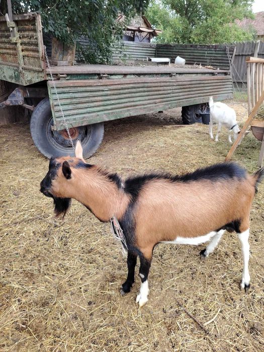 Țap foarte bland cu copiii Stamora Romana • OLX.ro