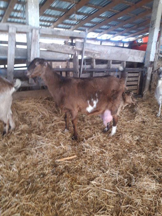 Vand capre metis anglonubiene Filaret • OLX.ro