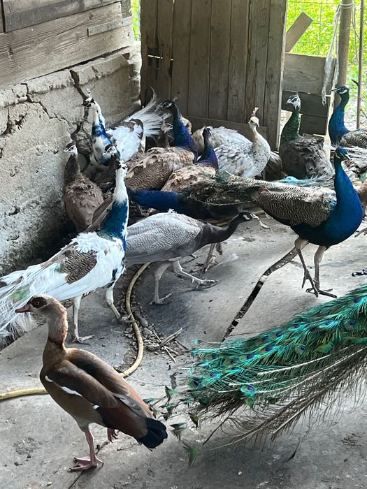 Pauni diferite culori!! Petrova • OLX.ro