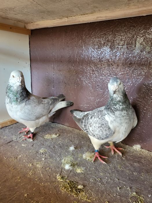 Porumbei voiajor standard Branesti • OLX.ro