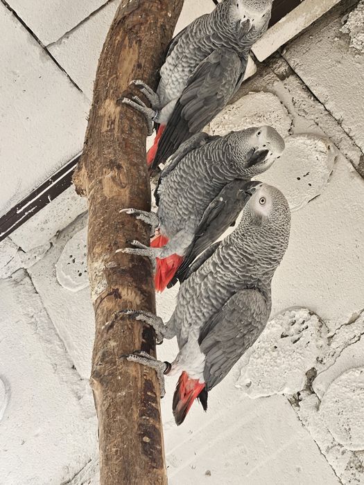 Papagal jako african grey Aiudul de Sus • OLX.ro