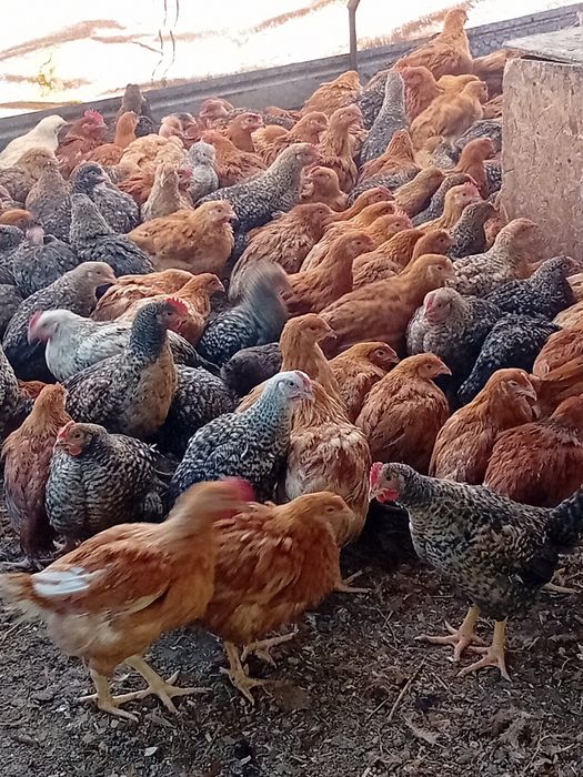 Pui zburat rasa mixta 1,2-1,4 kg Topliceni • OLX.ro