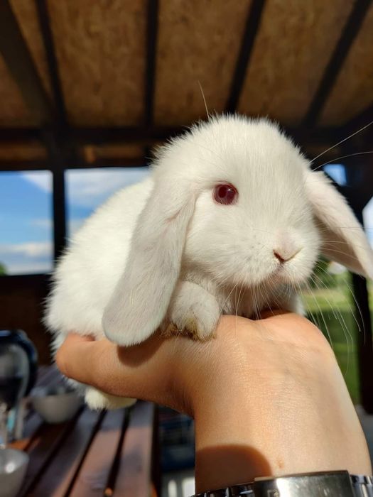 Berbec pitic / holland lop Uivar • OLX.ro
