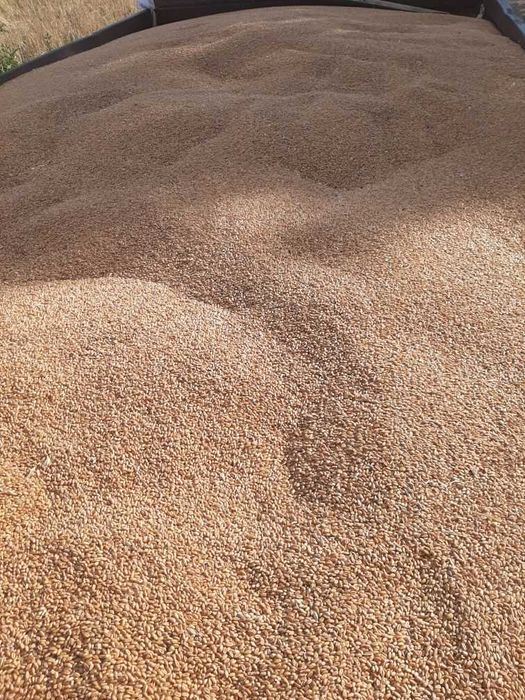 Porumb boabe uscat pioneer si grau Chimindia • OLX.ro