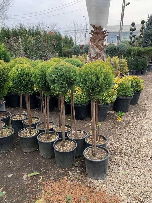Tuia columnaris Smarald Pon pon spiral Buxus Marghita • OLX.ro
