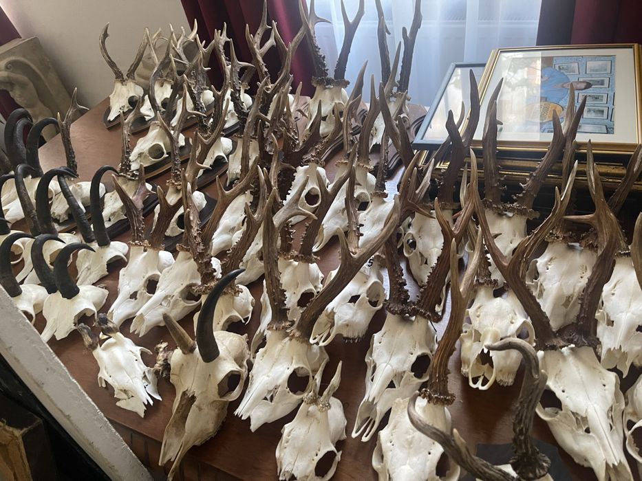 Trofeu Capra neagra si Caprior Istrita de Jos • OLX.ro