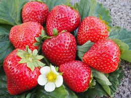 stoloni capsuni de vanzare ' Anunturi ' OLX.ro