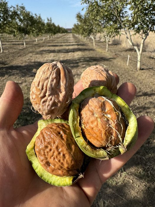 Nuci in coaja de vanzare Techirghiol • OLX.ro