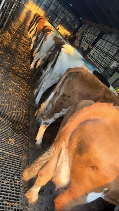 Vaci bune de lapte Bogei • OLX.ro