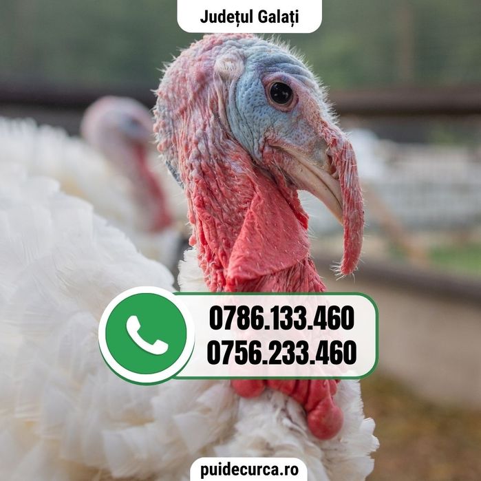 Pui curca rasa grea 1 - 2 kg (Galati, Tecuci, Targu Bujor) Galati • OLX.ro