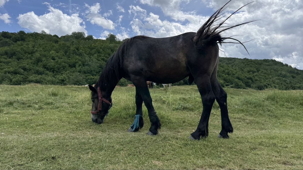Vând caii din imagini Chelinta • OLX.ro