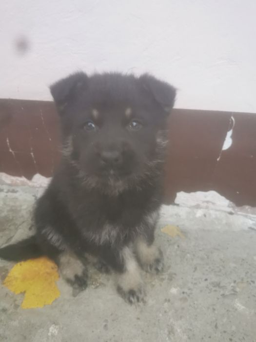 Lup, ciobanesc german Margineni • OLX.ro