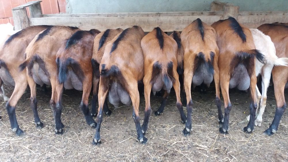 Capre alpina franceza Ghighiseni • OLX.ro