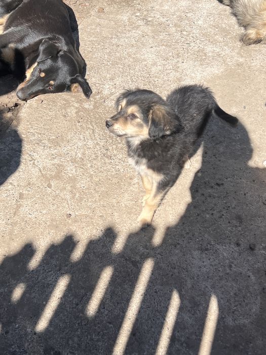 Pui catel adoptie Focsani • OLX.ro