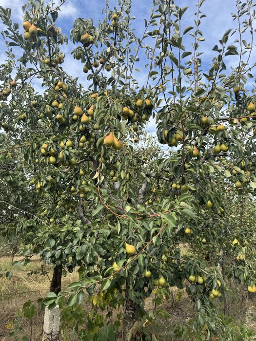 Pere Napoca de vanzare Bogati • OLX.ro