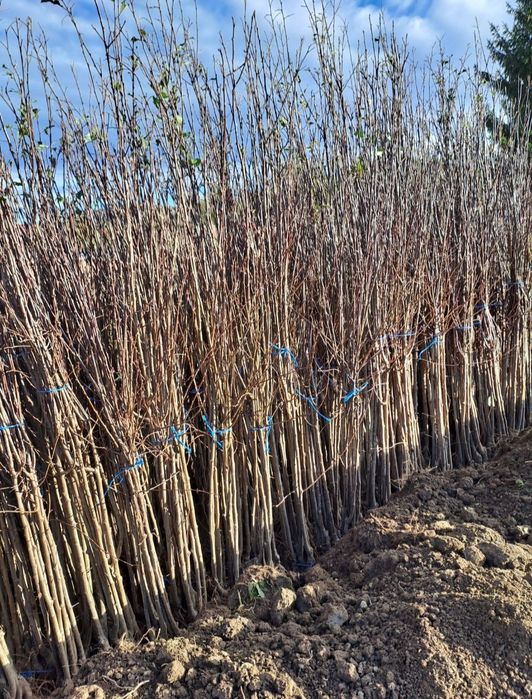 Vând pomi fructiferi altoiti Ciumbrud • OLX.ro