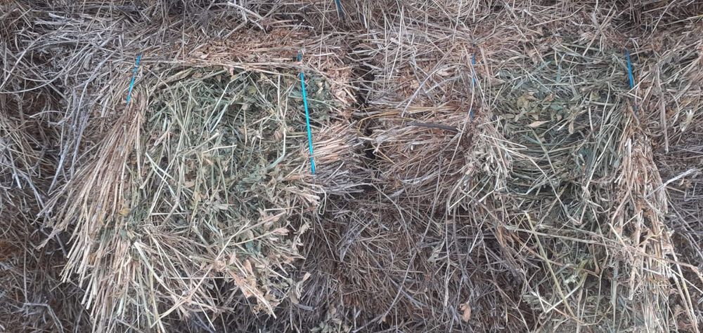 Baloti de paie lucerna si fin cu transport si descarcare la domiciliu ...