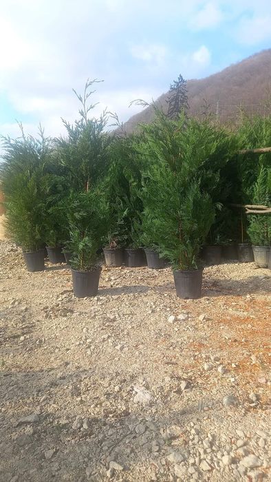 Tuia leylandii vand și amenajez Iasi • OLX.ro