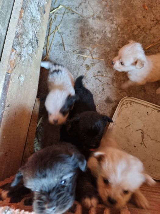 Donez catei pechinezi Mosoaia • OLX.ro