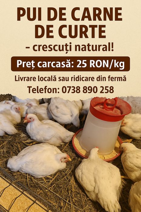 Pui de carne de țară Cazaci • OLX.ro