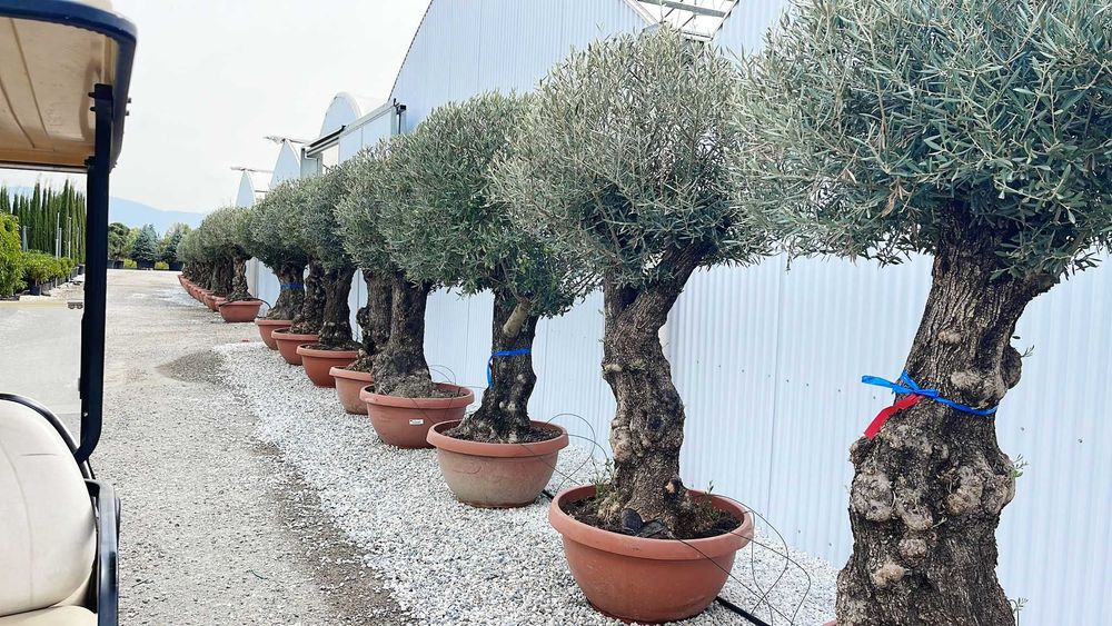 Maslini Seculari de o calitate extra garantata, Rezistenti la frig Arad ...