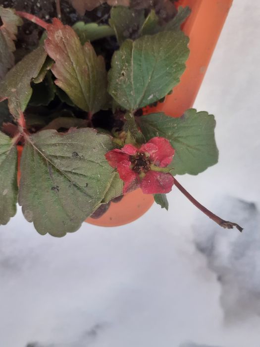 Vand fragi, capsuni cu flori rosii, roze si albe, in ghivece Visina ...