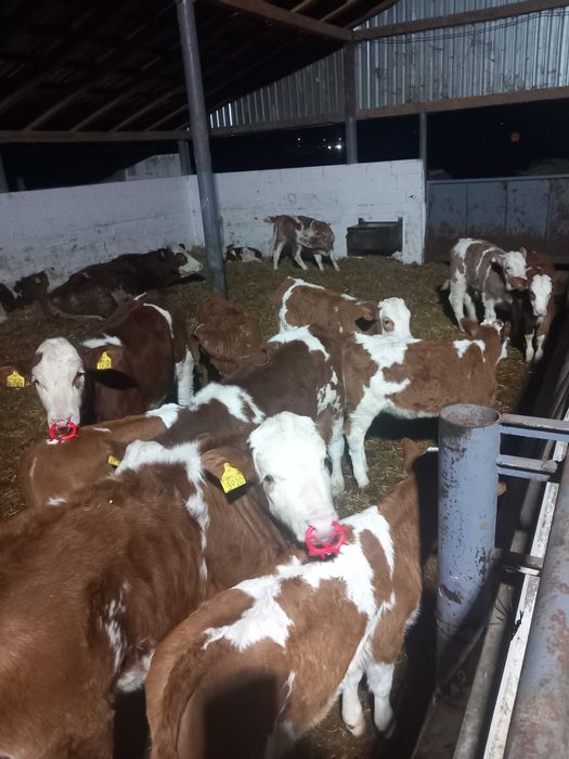 Vind sau schimb vitele Timisoara • OLX.ro