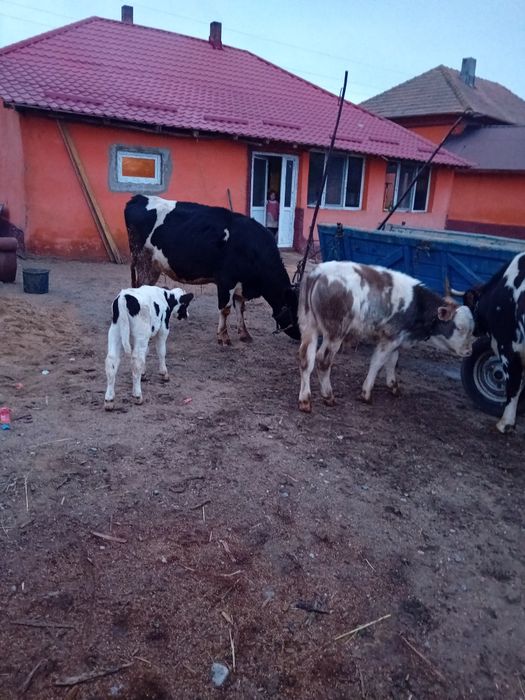 Vând vaci la prima fătare Apele Vii • OLX.ro