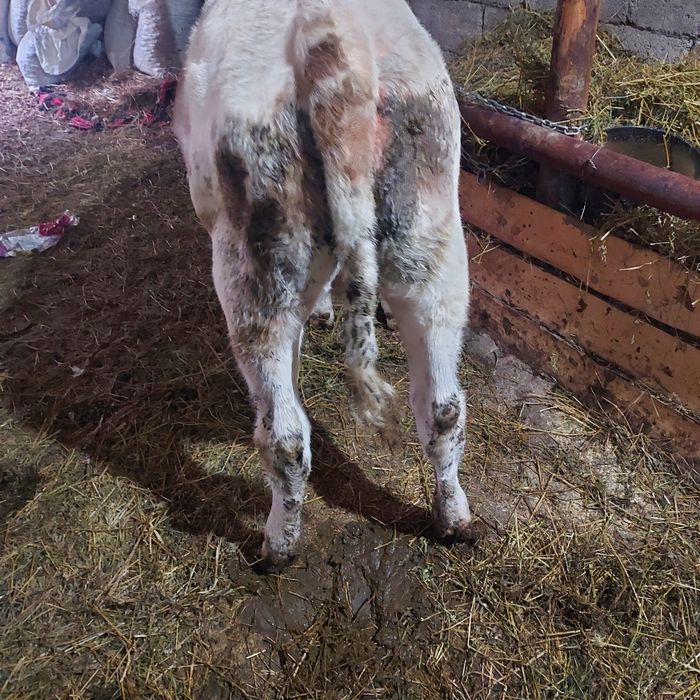 Vițică de 4 luni Bodesti • OLX.ro