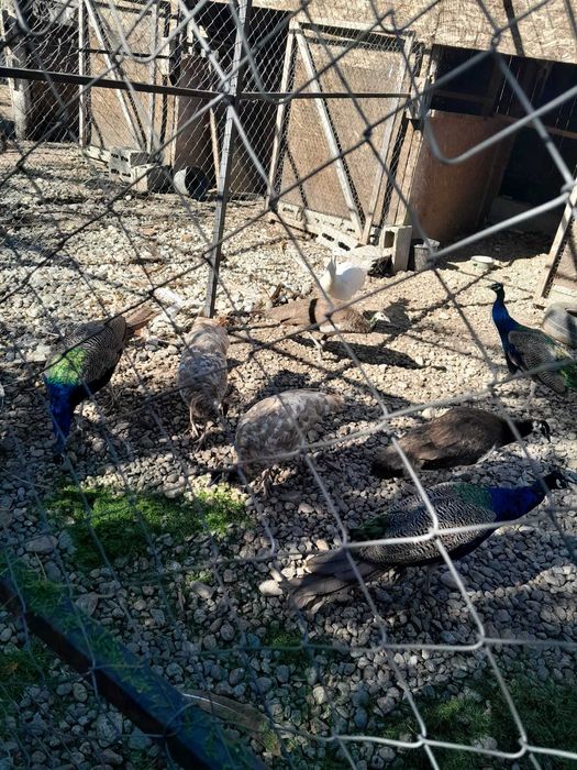 Pauni maturi de vanzare Gavanesti • OLX.ro