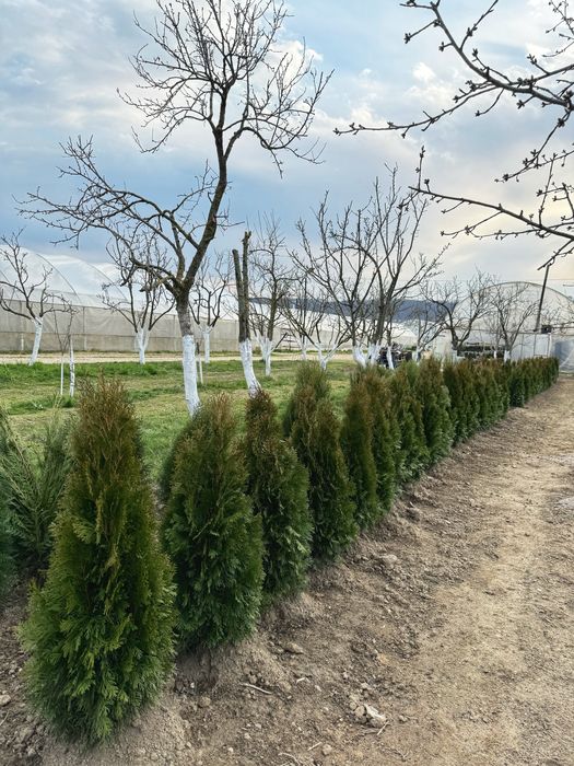 Tuia smarald / tuia occidentalis / ienupar Pitesti • OLX.ro