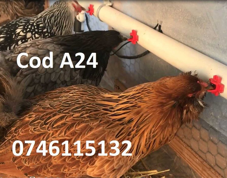 Adapatori pt gaini pui fazani porumbei prepelite- pe galeati/bazin-A24 Targu-Mures • OLX.ro