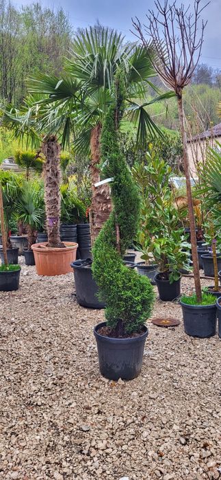 Plante ornamentale de gradina, amenajez gradini, brazi, tuia, copaci ...