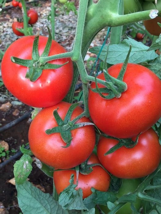 Rasad rosii / Rasaduri rosii profesionale Cluj-Napoca • OLX.ro