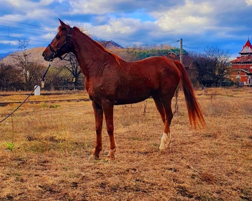 Cal iapa armasar pur sânge arab Darmanesti • OLX.ro