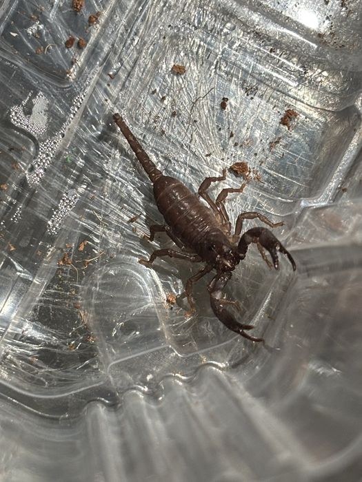 Heterometrus Silenus (Blue Giant Scorpion) pui Bucuresti Sectorul 2 ...