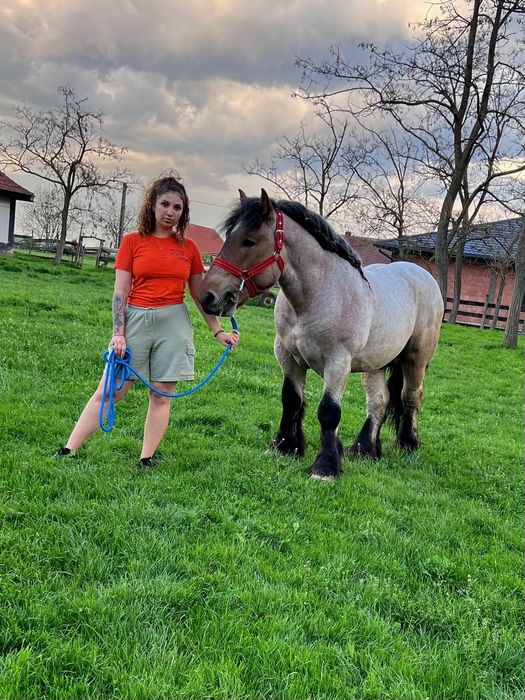 Mânz ardenez special,1 an și 11 luni! Satu Mare • OLX.ro