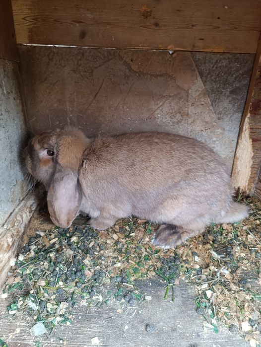 Vand iepuri, Fluture German si Berbec - femele Haieu • OLX.ro