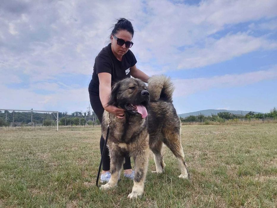 Femela ciobanesc caucazian cu pedigree Beclean • OLX.ro