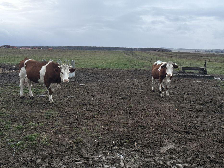 Vaci bune de lapte Bogei • OLX.ro