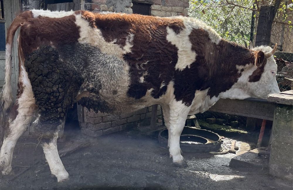 Vând vaca cu vitel Meziad • OLX.ro